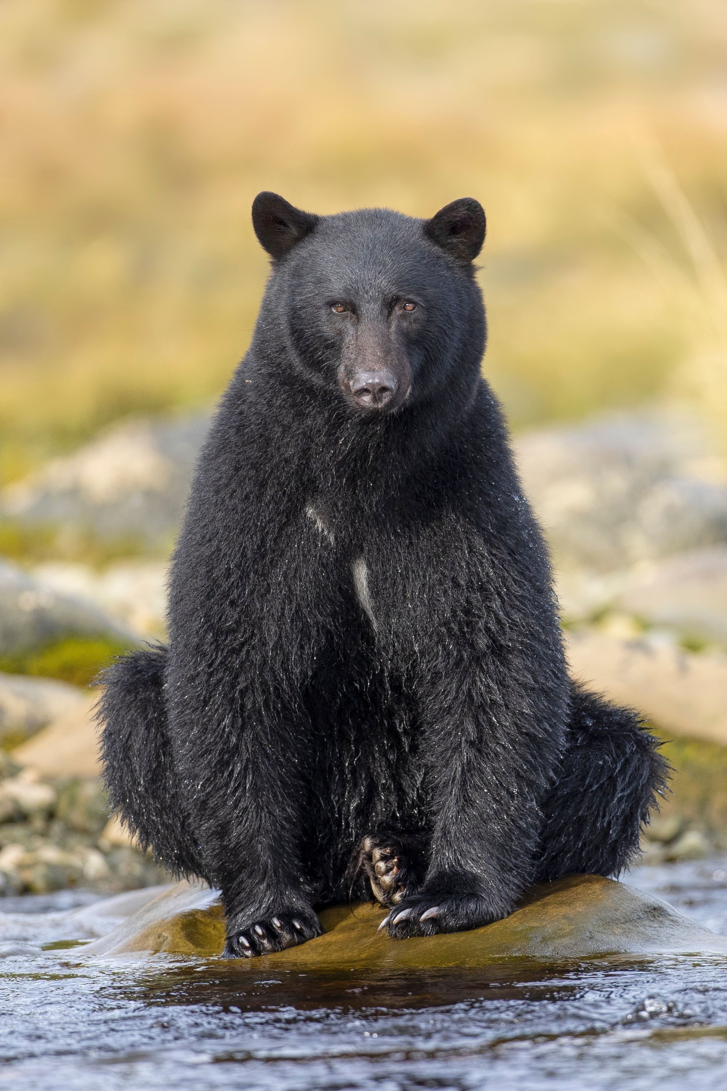Tim Penyelamat Menyelamatkan Beruang Yang Terjebak Di Pohon Dengan
